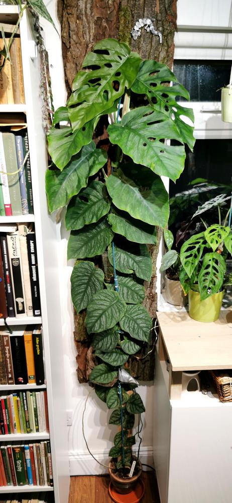 Photo of the entire plant of Shingle Plant (Monstera dubia) posted by ...