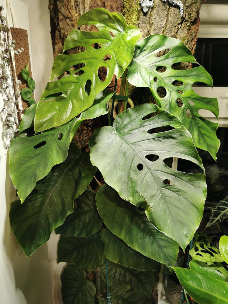 Shingle Plant (Monstera dubia) - Garden.org