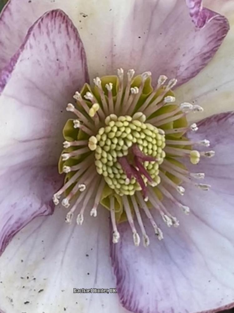 Hellebore (Helleborus Gold Collection® Ice N' Roses Rose) in the ...