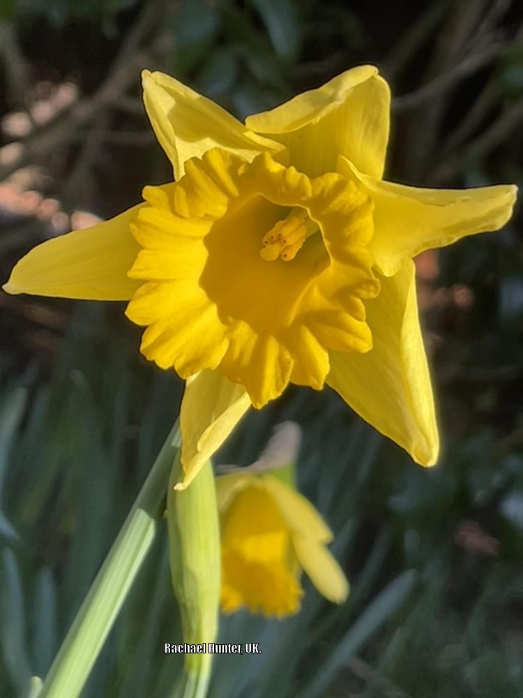 Photo of the bloom of Trumpet daffodil (Narcissus 'Rijnveld's Early ...
