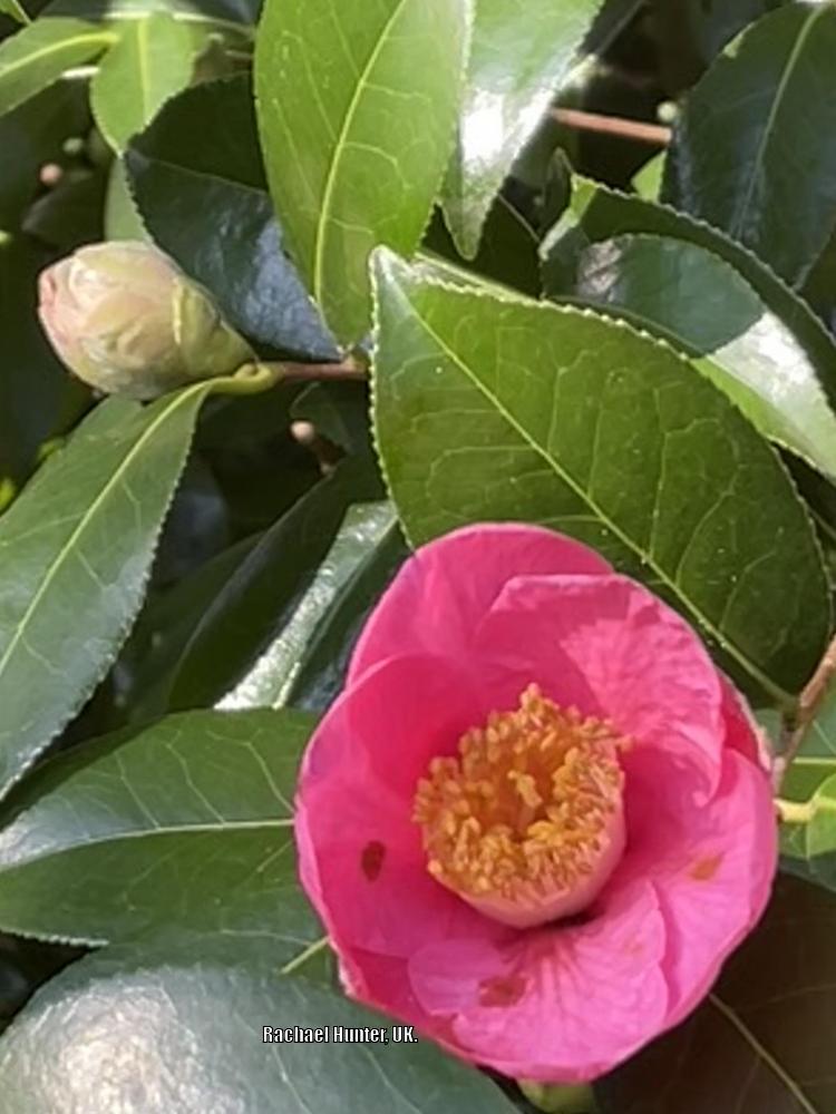 Hybrid Camellia (Camellia 'Senorita') in the Camellias Database ...