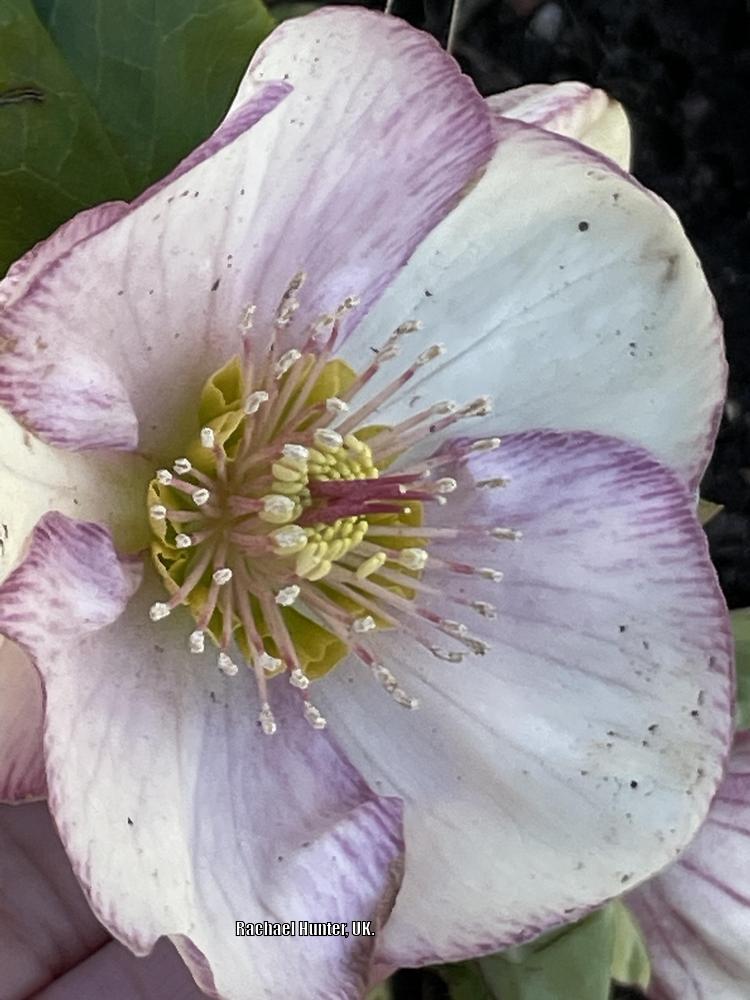 Photo of the bloom of Hellebore (Helleborus Gold Collection® Ice N ...
