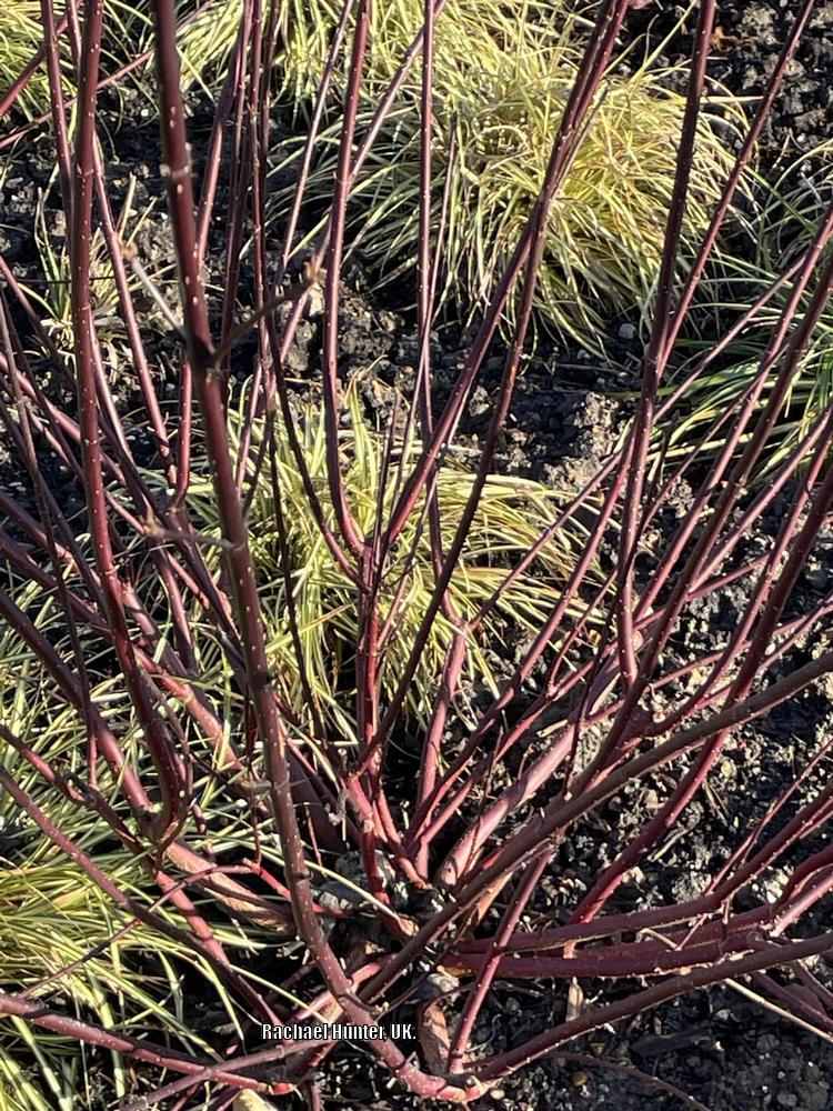 Photo of the winter interest of Tatarian Dogwood (Cornus alba ...