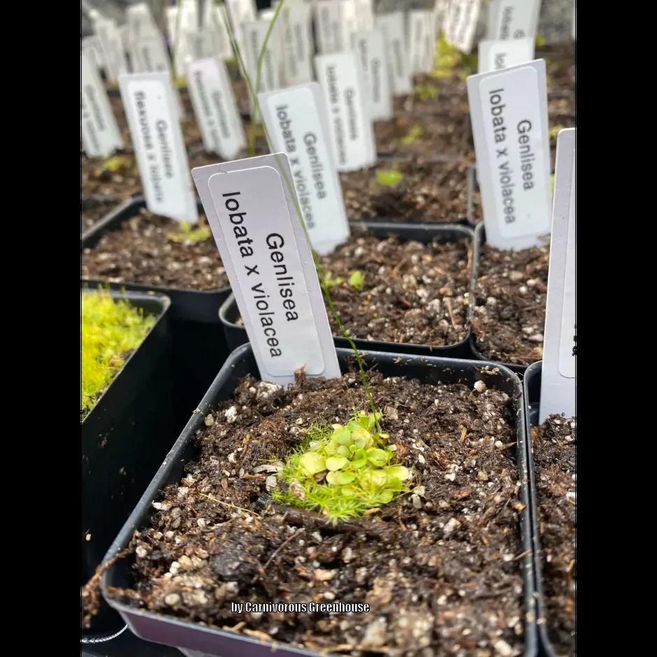 Photo of the entire plant of Corkscrew Plant (Genlisea) posted by ...