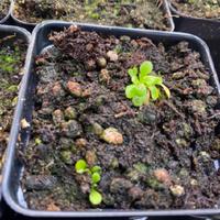 Photo of the entire plant of Corkscrew Plant (Genlisea) posted by ...