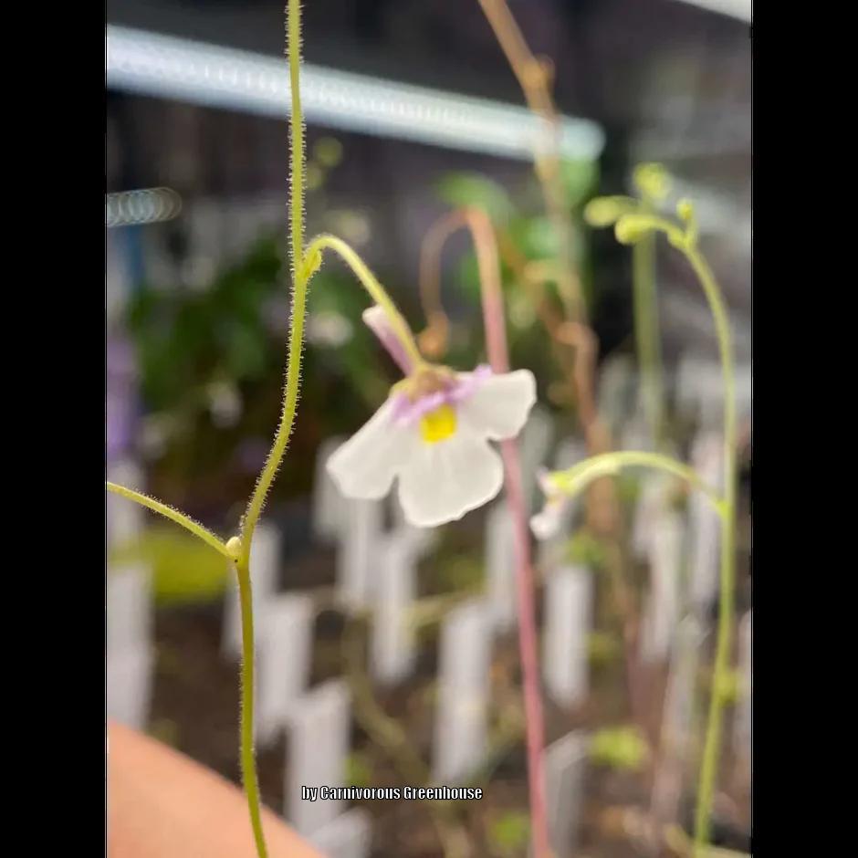 Photo of the bloom of Corkscrew Plant (Genlisea) posted by sedumzz ...