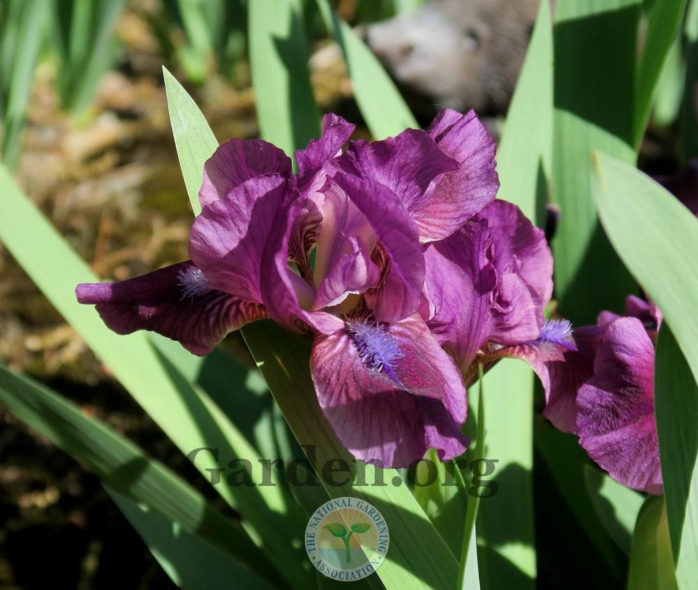Photo of the bloom of Standard Dwarf Bearded Iris (Iris 'Raspberry Jam ...
