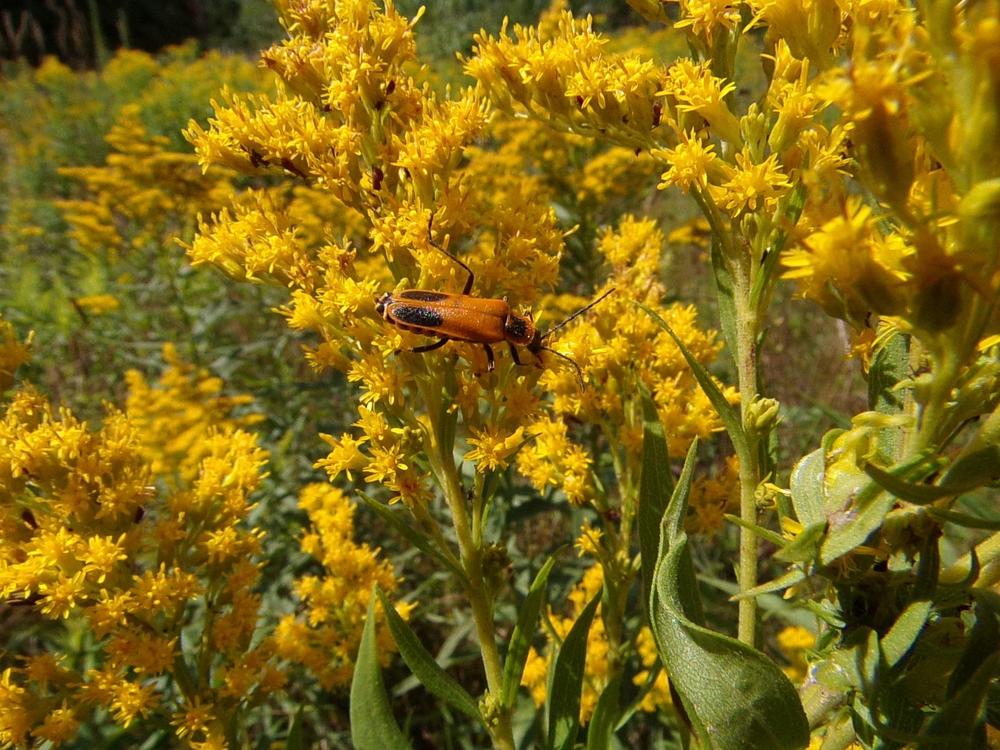 Photo of the bloom of Goldenrod (Solidago sphacelata 'Golden Fleece ...