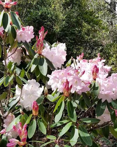 Photo of the entire plant of Rhododendron 'Loderi King George' posted ...