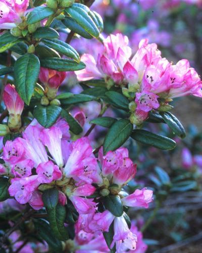 Rhododendron 'Seta' in the Rhododendrons Database - Garden.org
