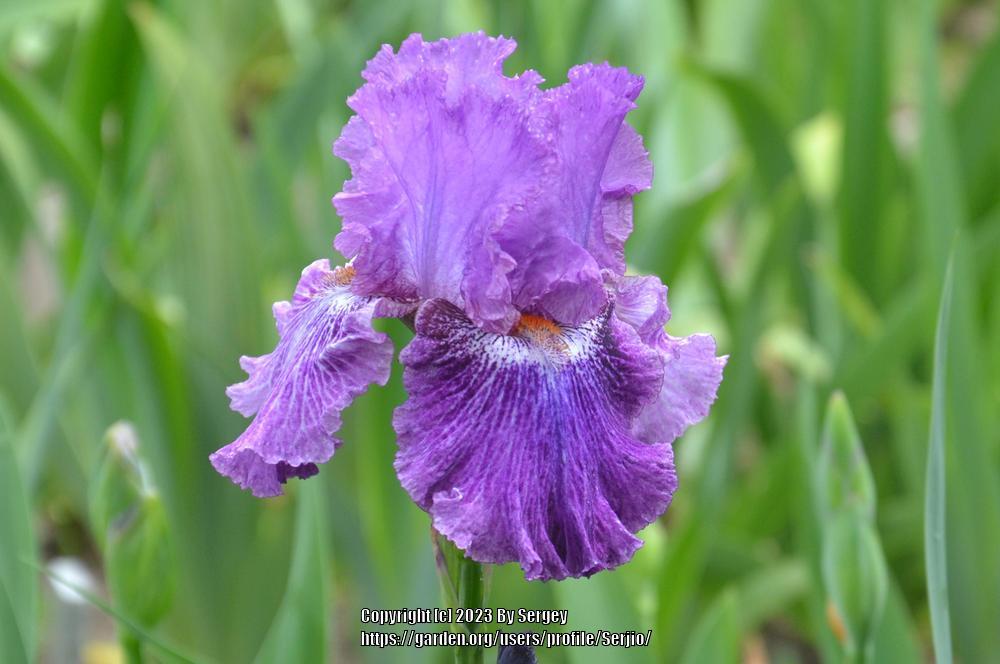 Tall Bearded Iris (Iris 'Splatter Art') in the Irises Database - Garden.org