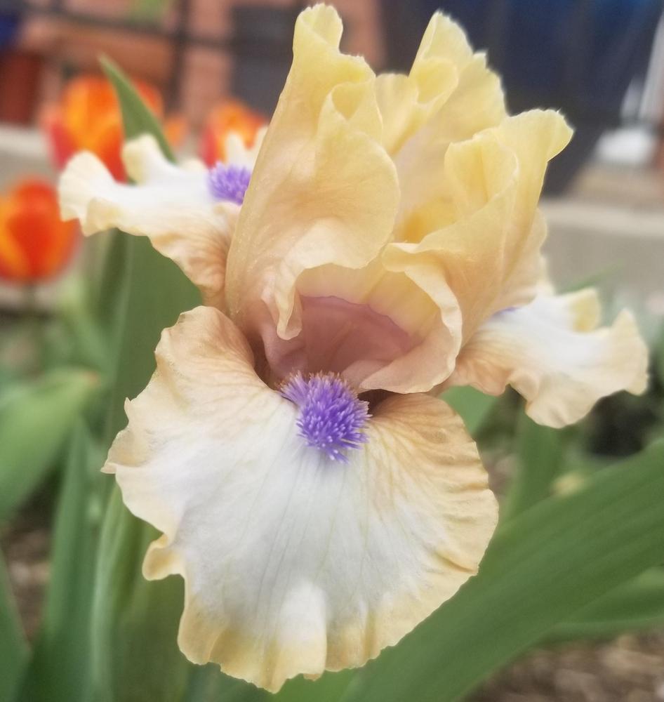 Photo of the bloom of Standard Dwarf Bearded Iris (Iris 'Pet Project') posted by ldenton9 ...