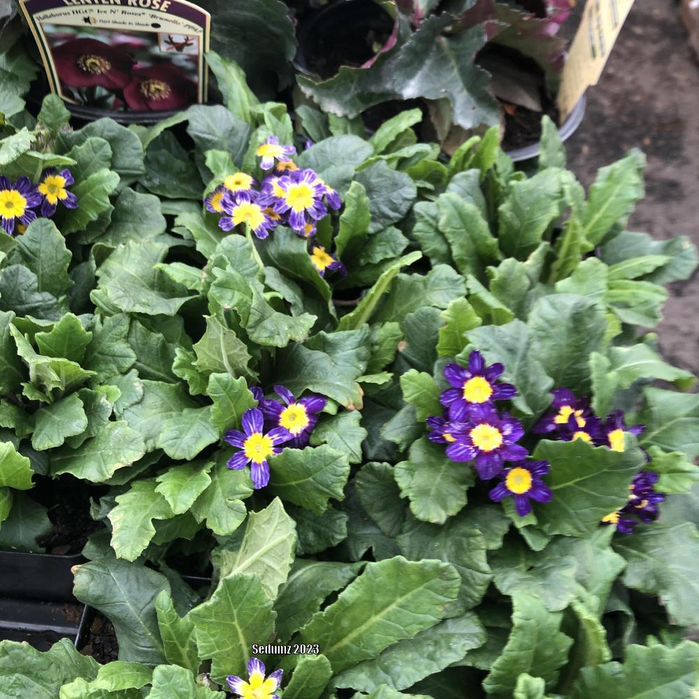 Photo of the entire plant of Primrose (Primula 'Oakleaf Blue') posted ...