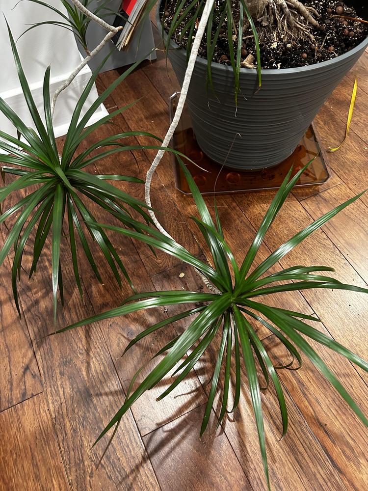 Dragon Tree drooping/leaning all of a sudden in the Ask a Question ...