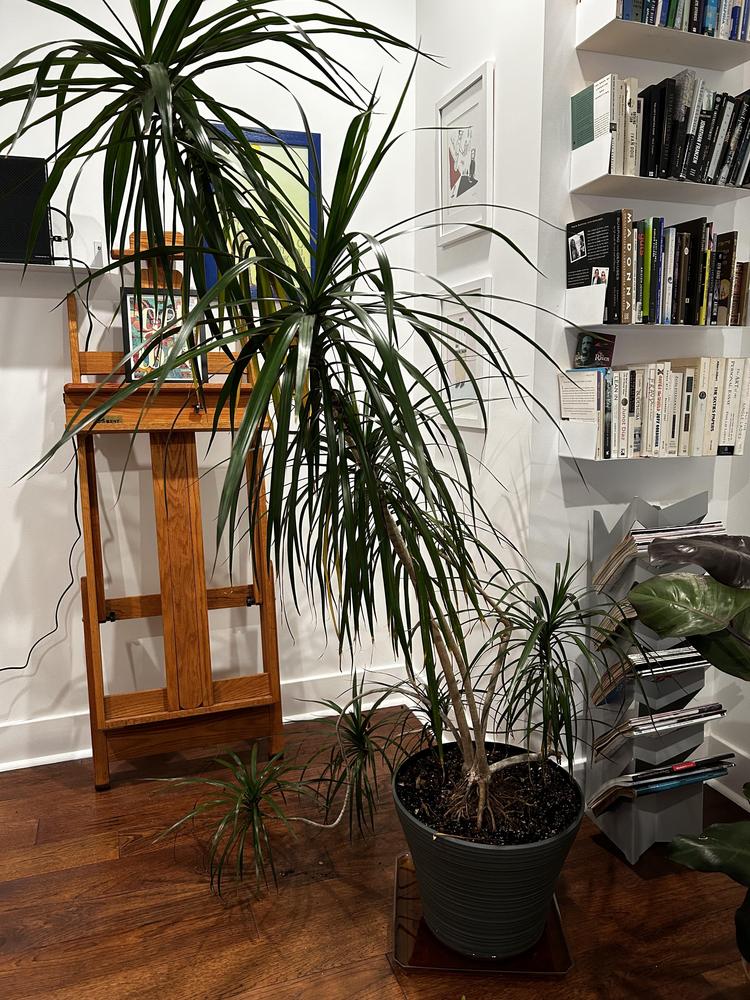 Dragon Tree drooping/leaning all of a sudden in the Ask a Question ...