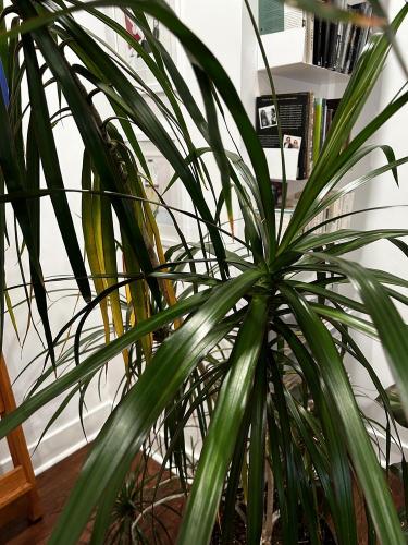 Dragon Tree drooping/leaning all of a sudden in the Ask a Question ...