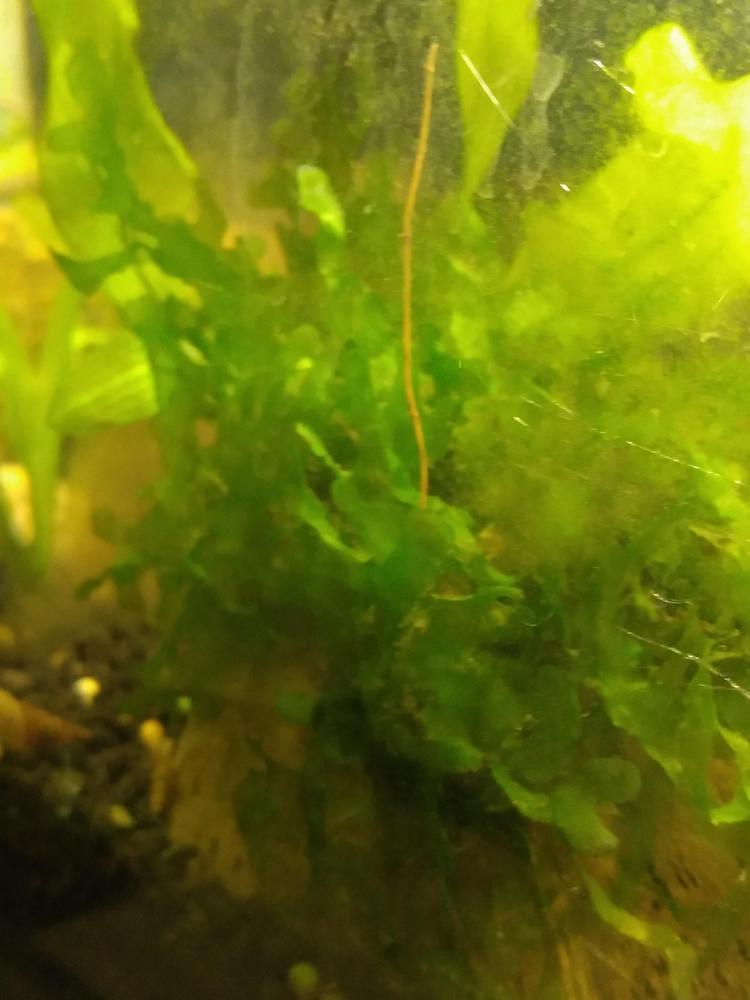 Photo of the entire plant of Subwassertang (Lomariopsis lineata) posted ...