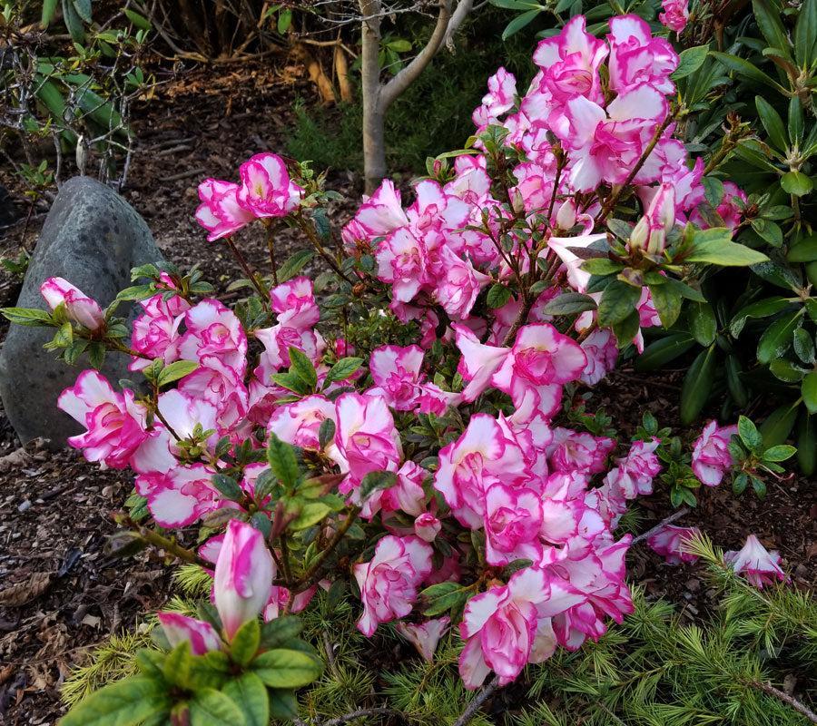 Photo of the entire plant of Azalea (Rhododendron 'Haru-no-hibiki ...