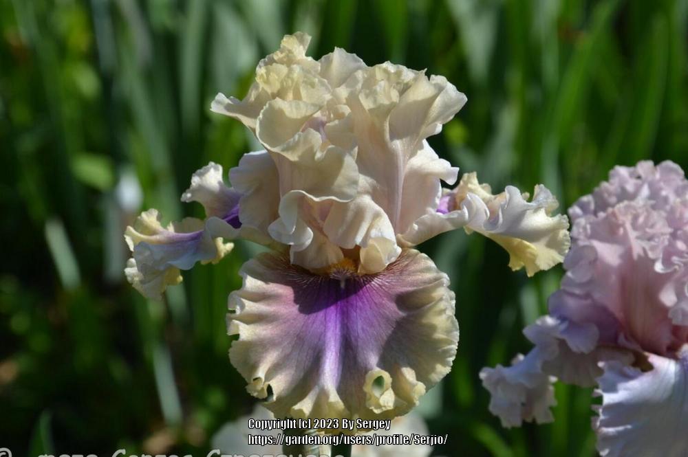Tall Bearded Iris (Iris 'Space Signal') in the Irises Database - Garden.org