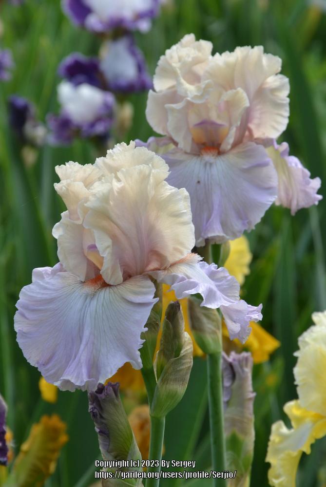 Photo of the bloom of Tall Bearded Iris (Iris 'Softly Waiting') posted ...
