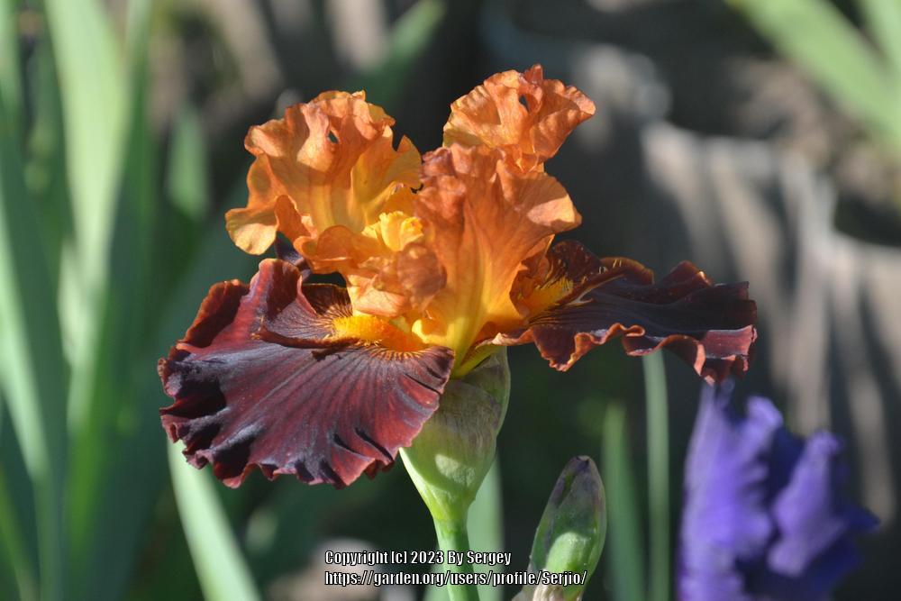 Photo of the bloom of Tall Bearded Iris (Iris 'Solar Fire') posted by ...