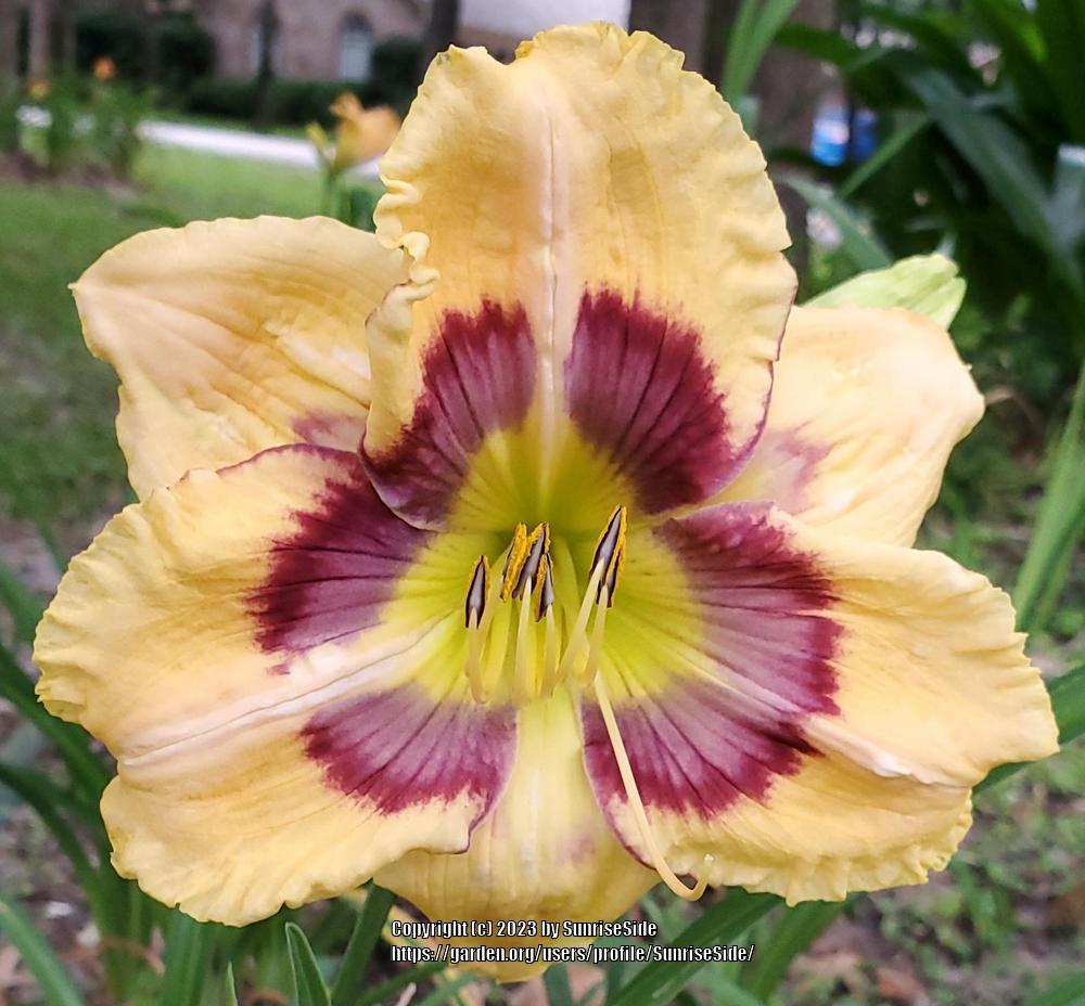 Photo of the bloom of Daylily (Hemerocallis 'Fancy Face') posted by SunriseSide - Garden.org