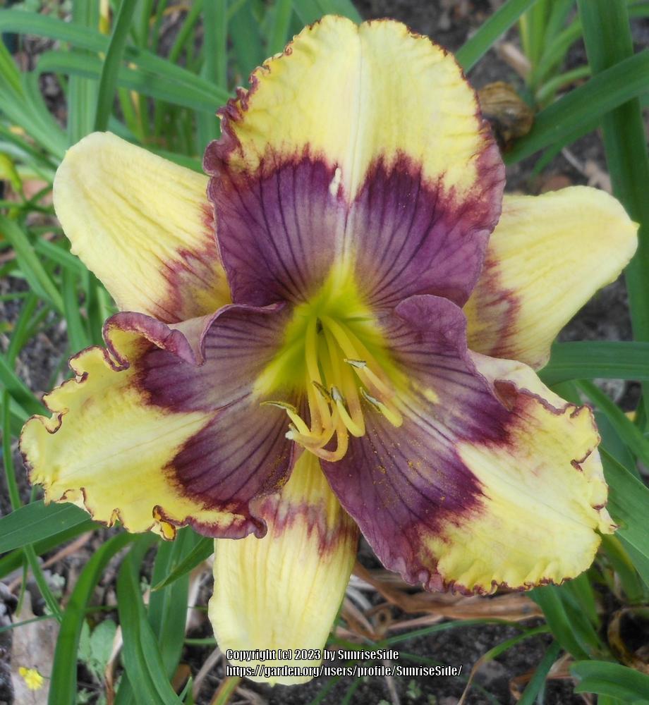 Daylily (Hemerocallis 'Super Fancy Face') in the Daylilies Database - Garden.org