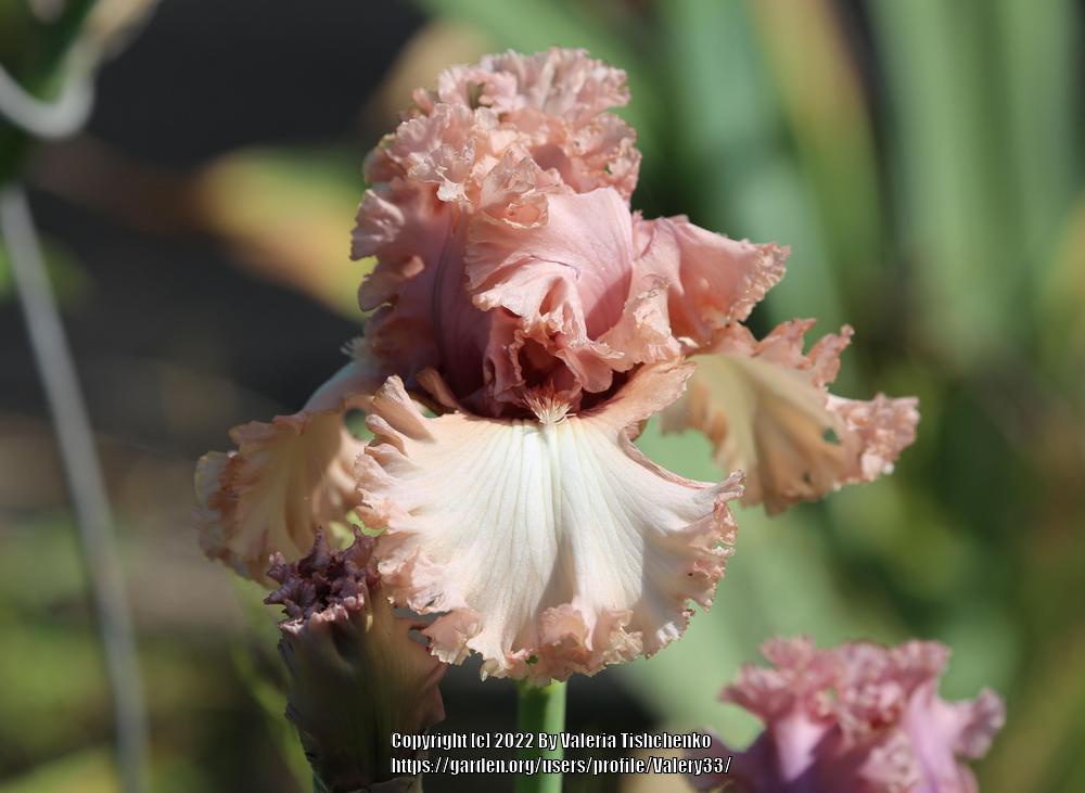 Photo of the bloom of Tall Bearded Iris (Iris 'Catch My Breath') posted ...