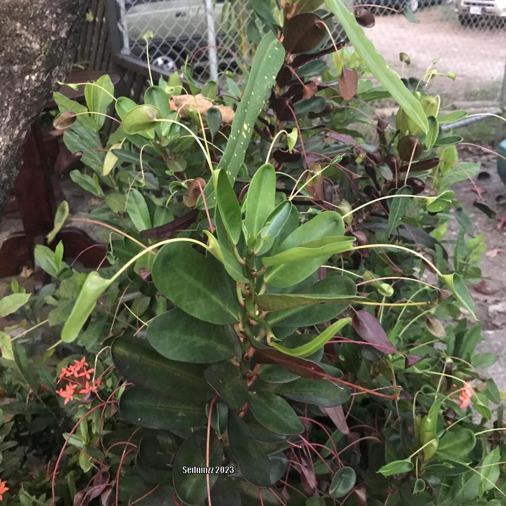 Croton (Codiaeum variegatum 'Interruptum') in the Crotons Database ...