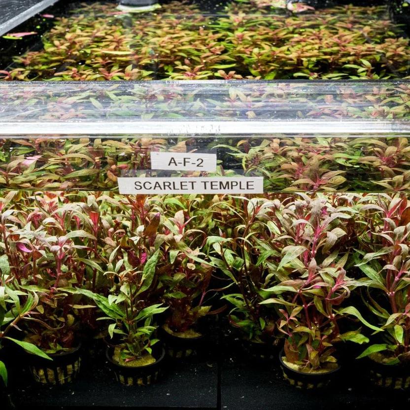 Photo of the entire plant of Red Hygrophila (Alternanthera reineckii ...