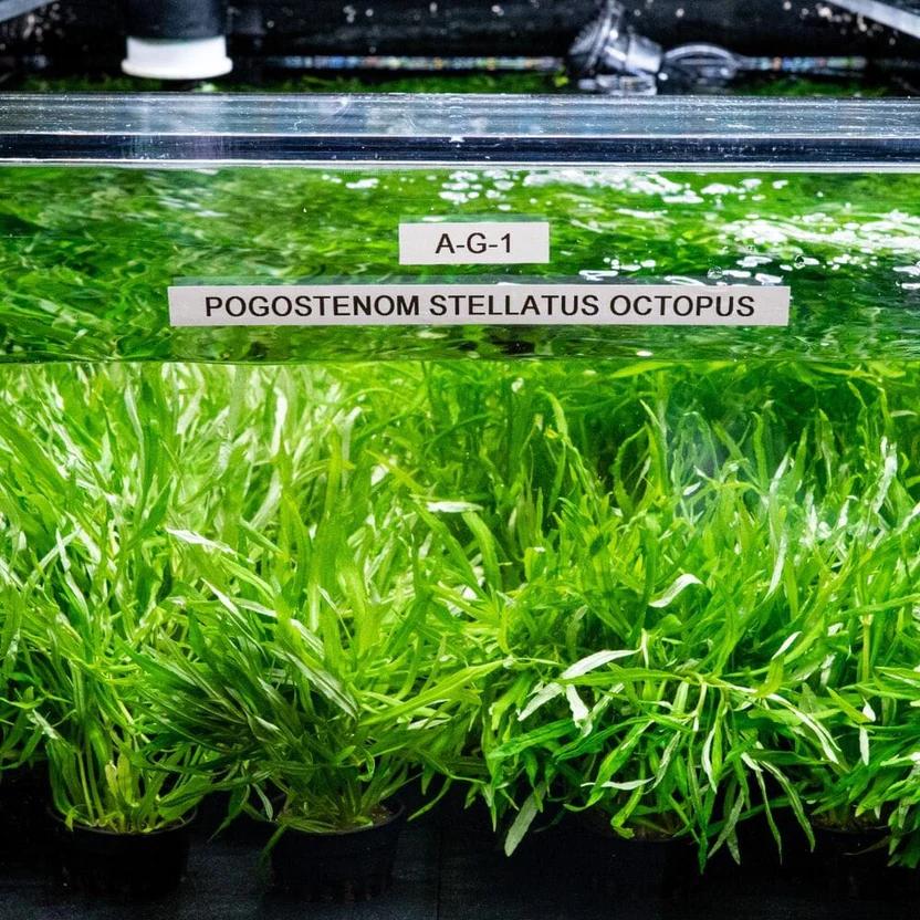 Photo of the entire plant of Pogostemon stellatus 'Octopus' posted by ...