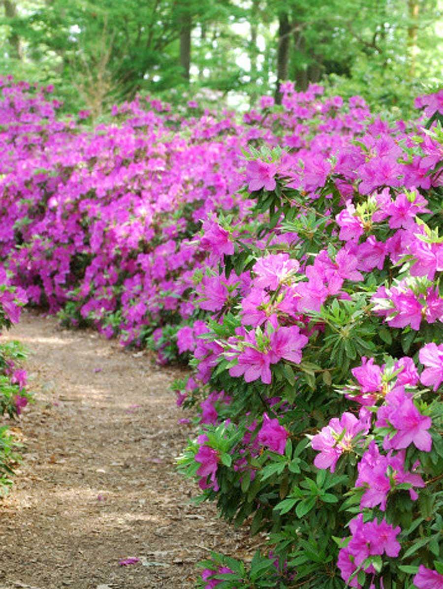 Photo of the entire plant of Azalea (Rhododendron 'Phoenicia') posted ...