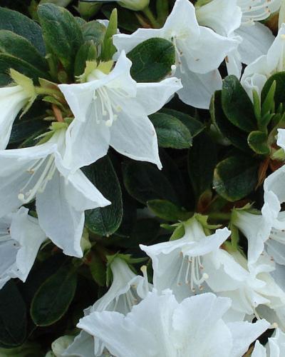 Photo of the bloom of Evergreen Azalea (Rhododendron 'White Lace ...