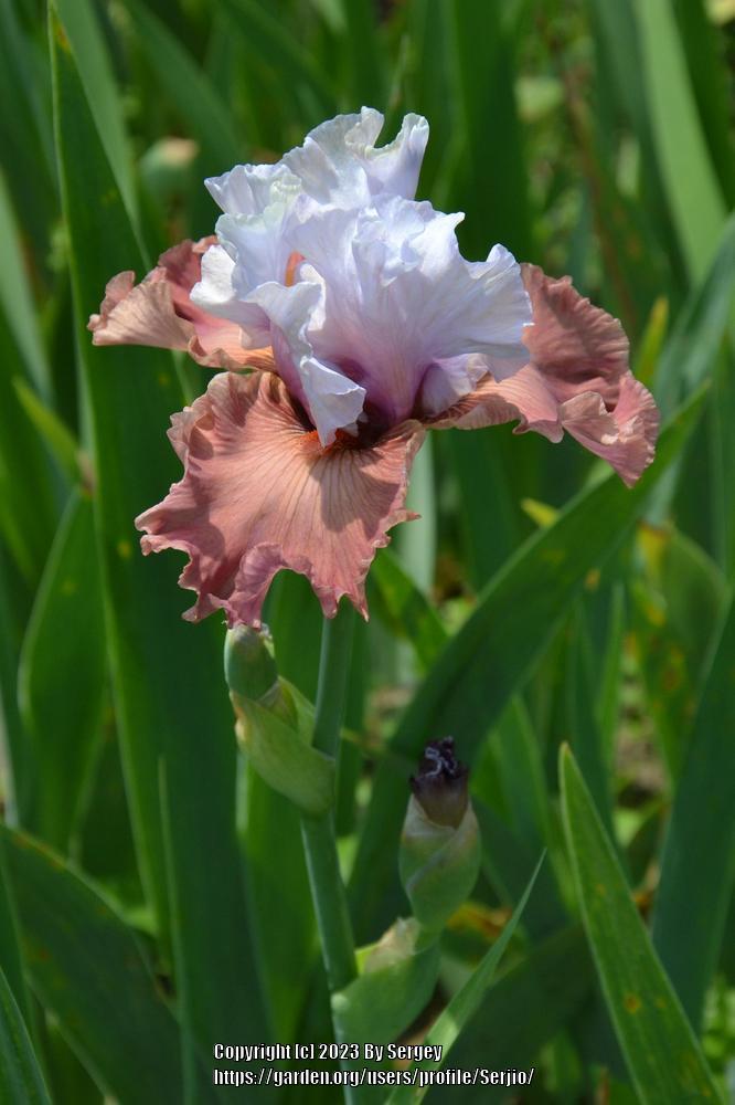 Photo of the bloom of Tall Bearded Iris (Iris 'Sherbet Bomb') posted by ...