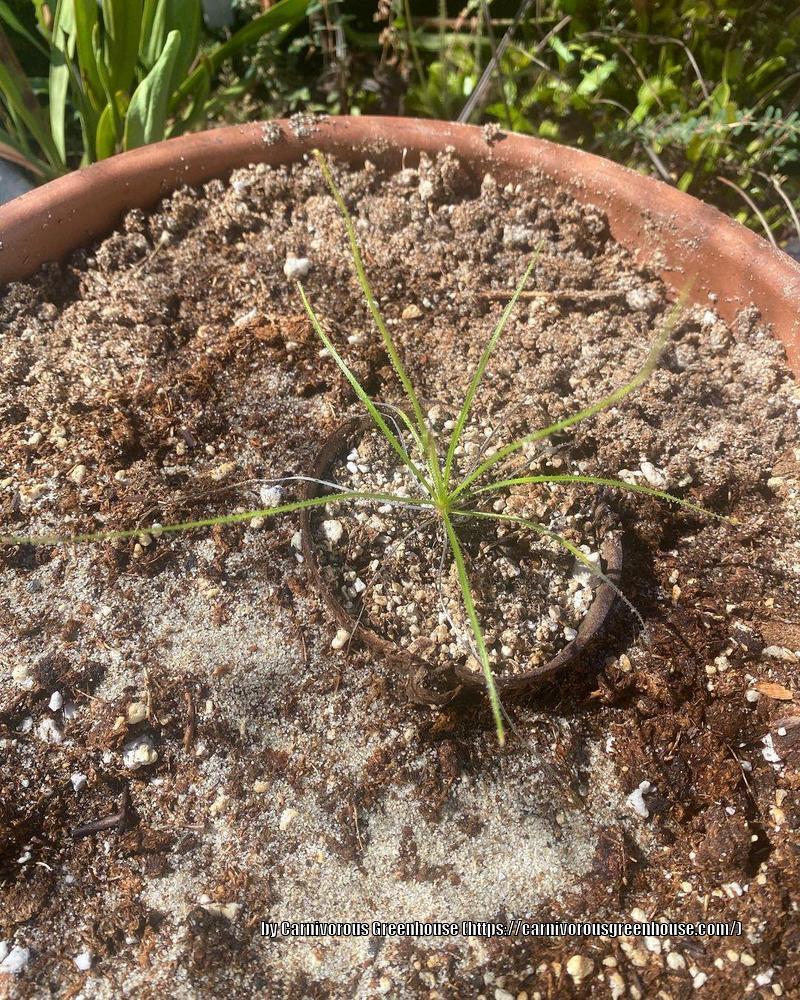 Photo of the seedling or young plant of Dewy Pine (Drosophyllum ...