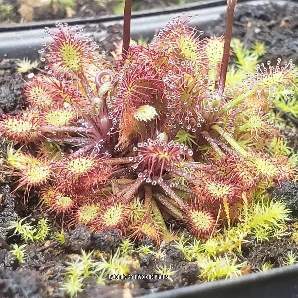 Photo of the entire plant of Sundew (Drosera roraimae) posted by ...