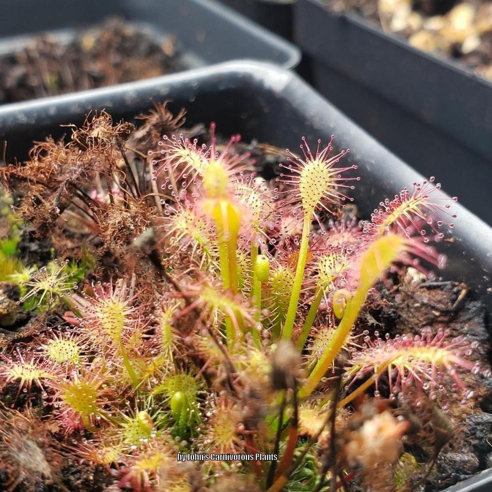 Photo of the entire plant of Spoonleaf Sundew (Drosera intermedia ...