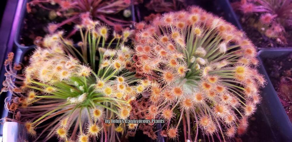 Photo of the entire plant of Sundew (Drosera broomensis) posted by ...