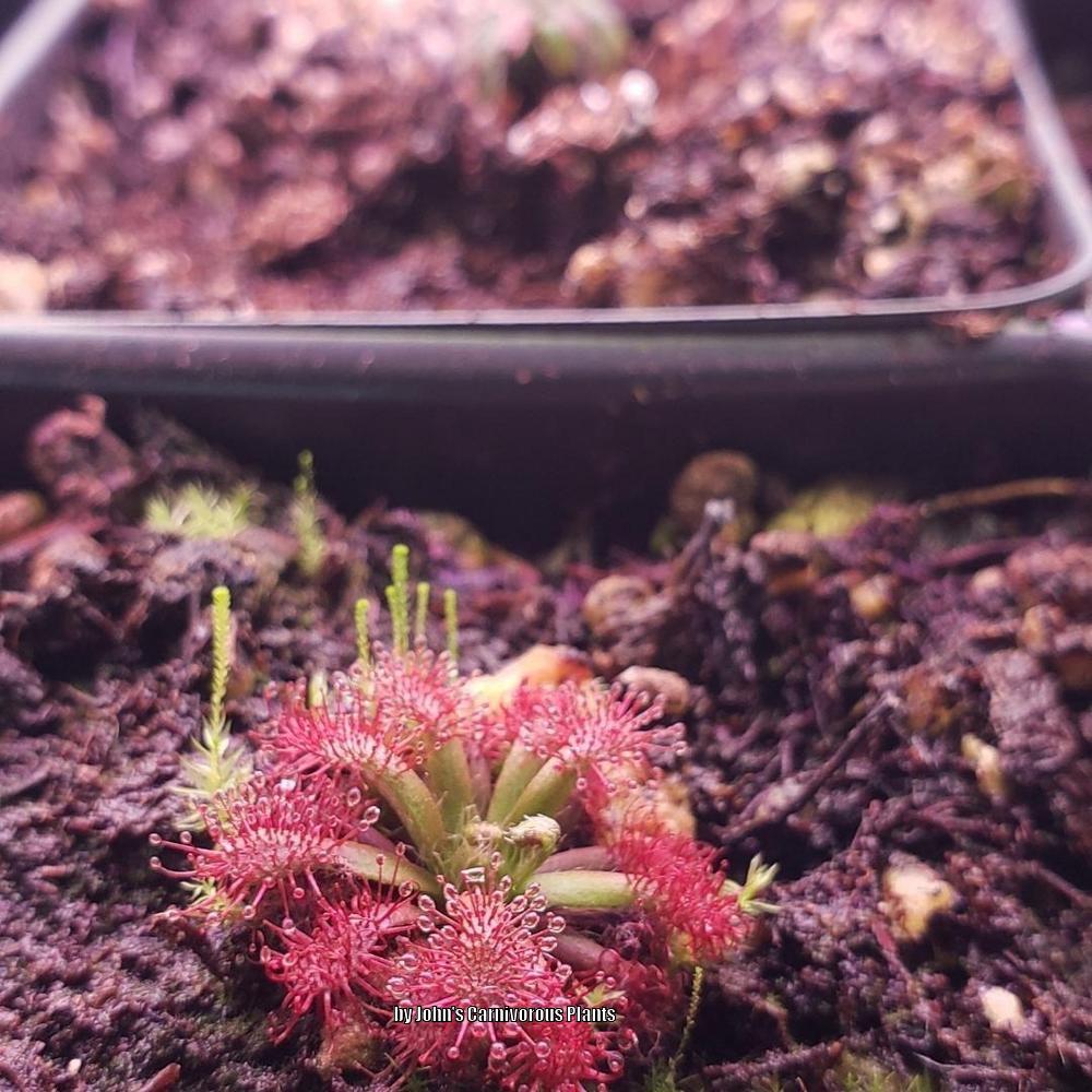 Photo of the entire plant of Drosera arenicola posted by sedumzz ...