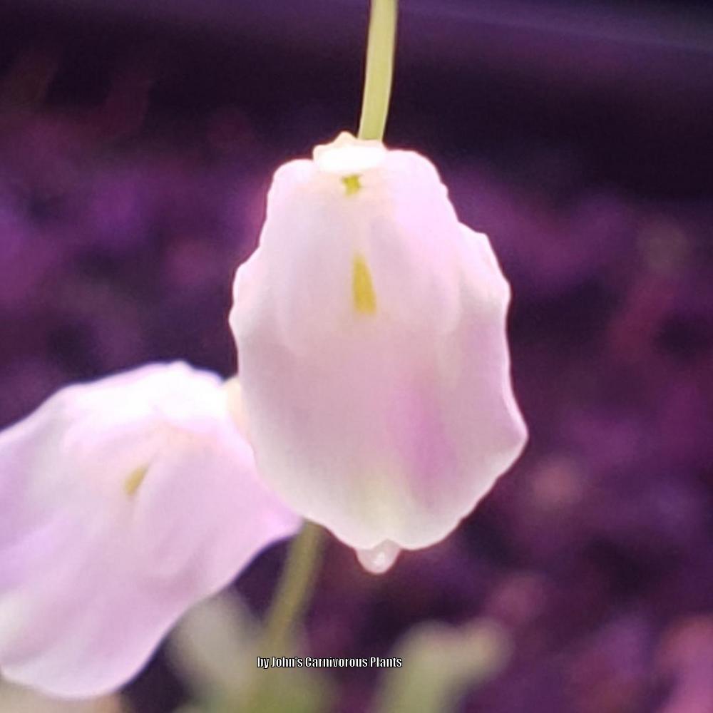 Photo of the bloom of Bladderwort (Utricularia livida) posted by ...