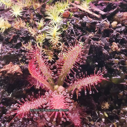 Photo of the entire plant of Sundew (Drosera graomogolensis) posted by sedumzz - Garden.org