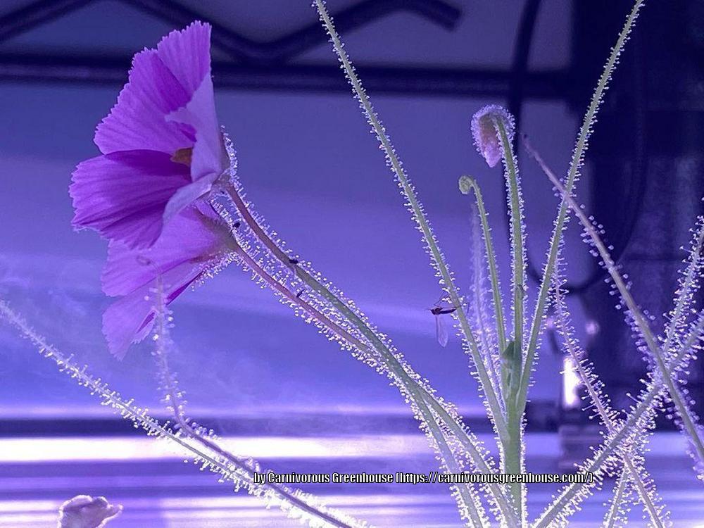 Photo of the bloom of Rainbow Plant (Byblis filifolia) posted by ...