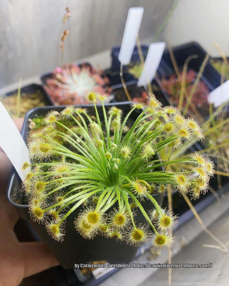 Sundew (Drosera broomensis) - Garden.org