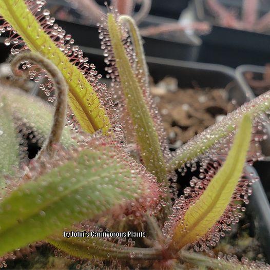 Photo of the leaves of Lance-Leaved Sundew (Drosera adelae) posted by ...