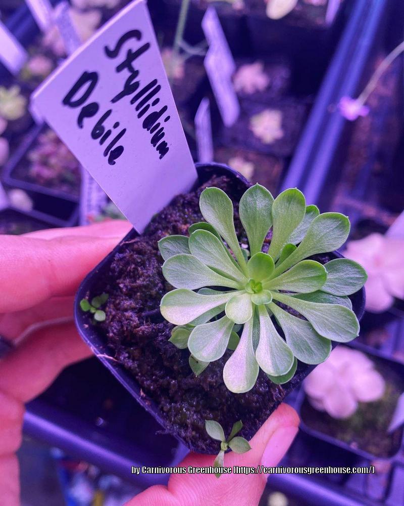 Photo of the entire plant of Frail Triggerplant (Stylidium debile ...