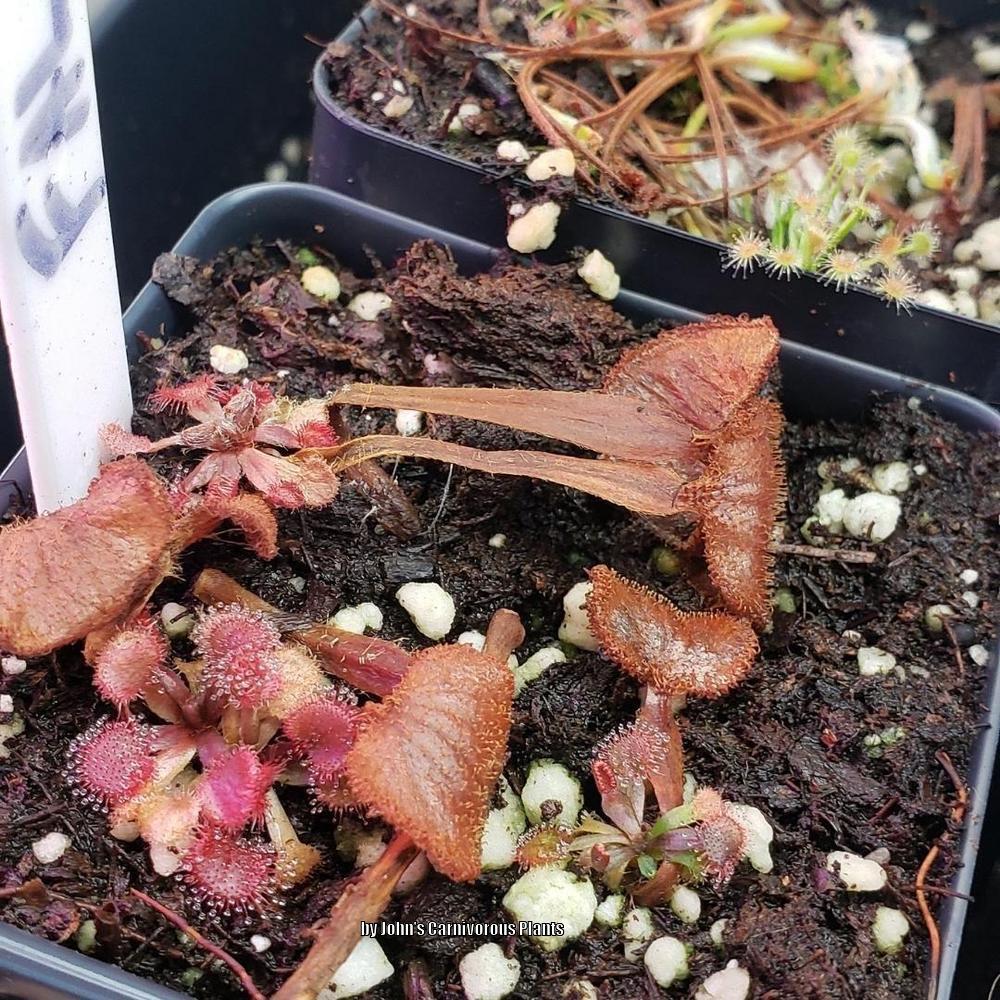 Photo of the seedling or young plant of Sundew (Drosera falconeri ...