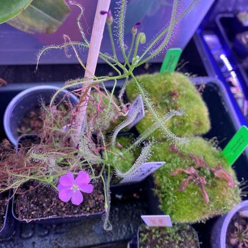Sundew (Drosera indica) - Garden.org