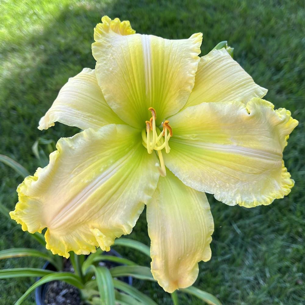 Photo of the bloom of Daylily (Hemerocallis 'Irish Mayhem') posted by ...