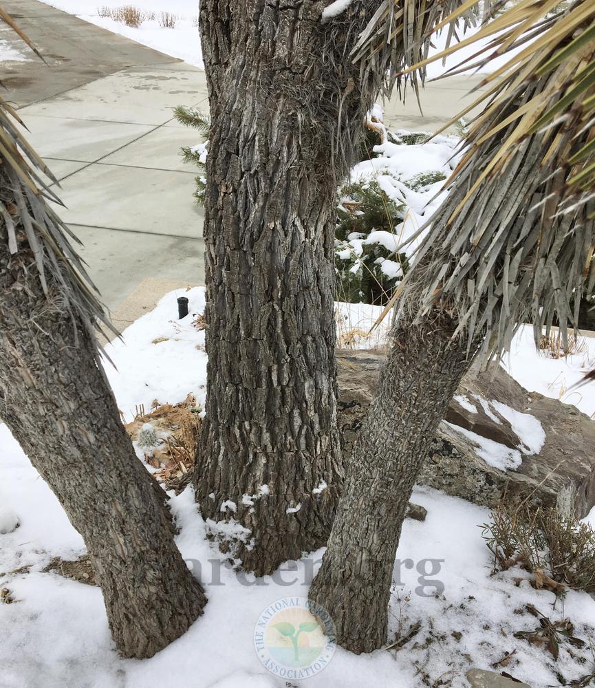 Photo of the stem, scape, stalk or bark of Joshua Tree (Yucca ...