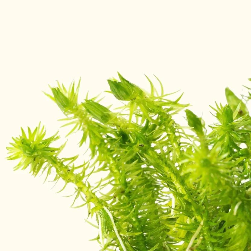 Photo of the leaves of Stream bogmoss (Mayaca fluviatilis) posted by ...